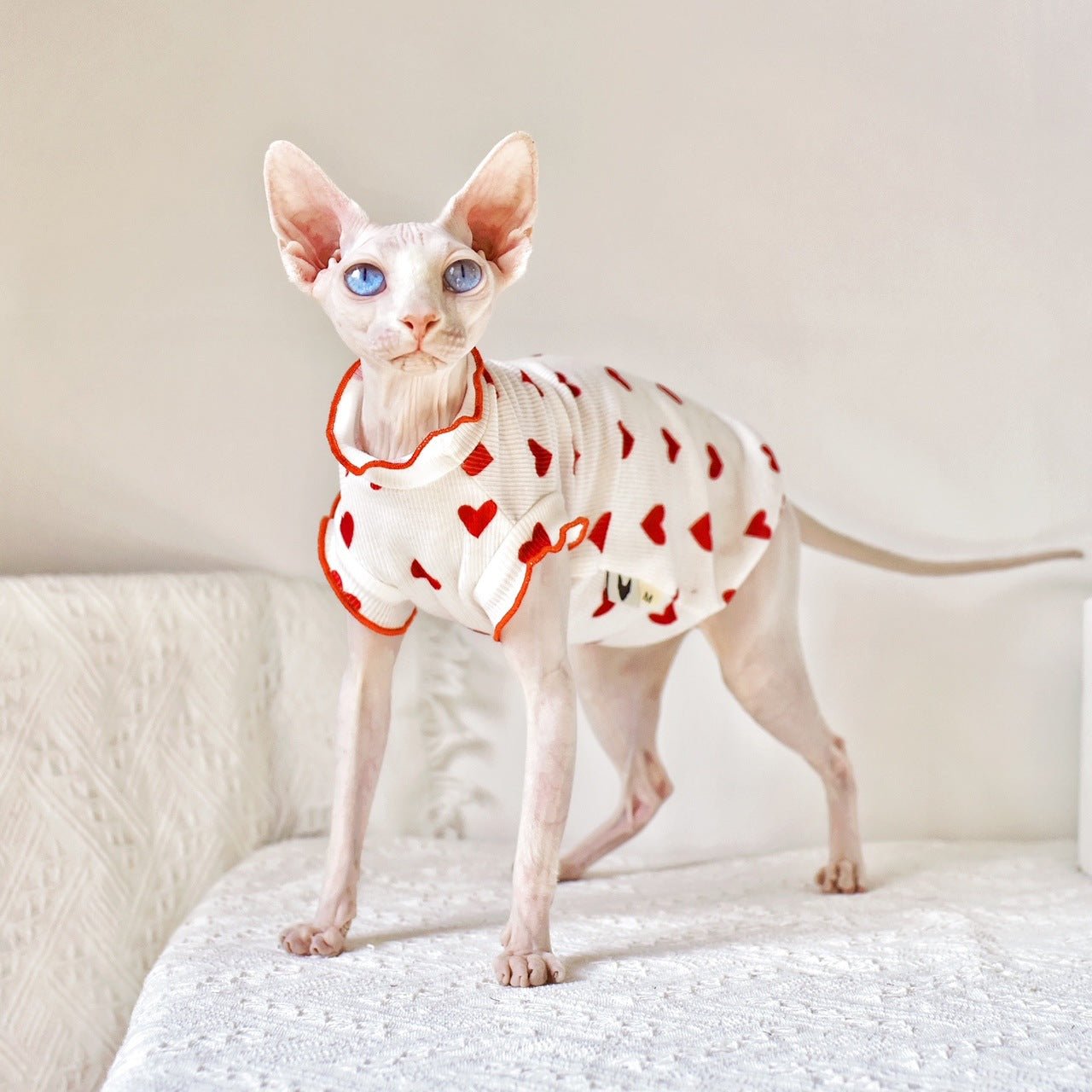 Tatty Sphynx Cat Clothes