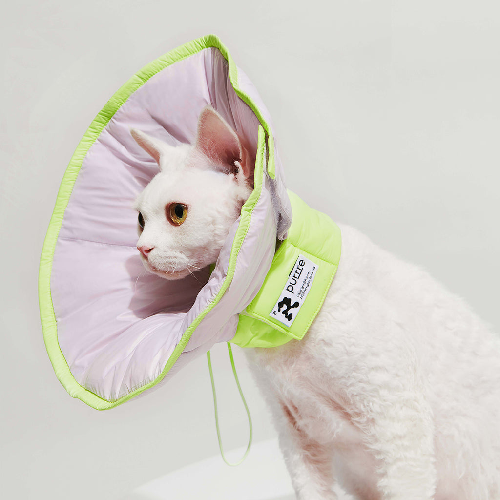 Dog & Cat Elizabeth Cone Surgery Recovery – PIKAPIKA